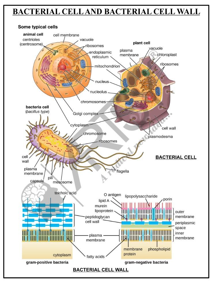 Bio Chemistry Chart