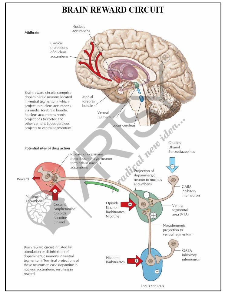 Pharmacology