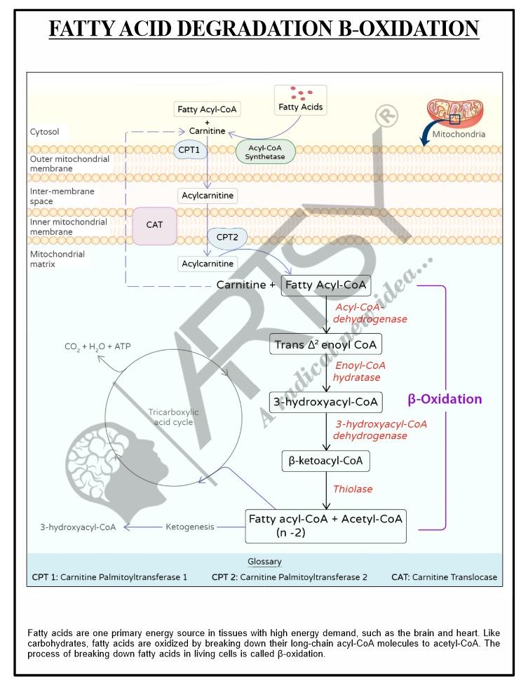 Bio Chemistry Chart