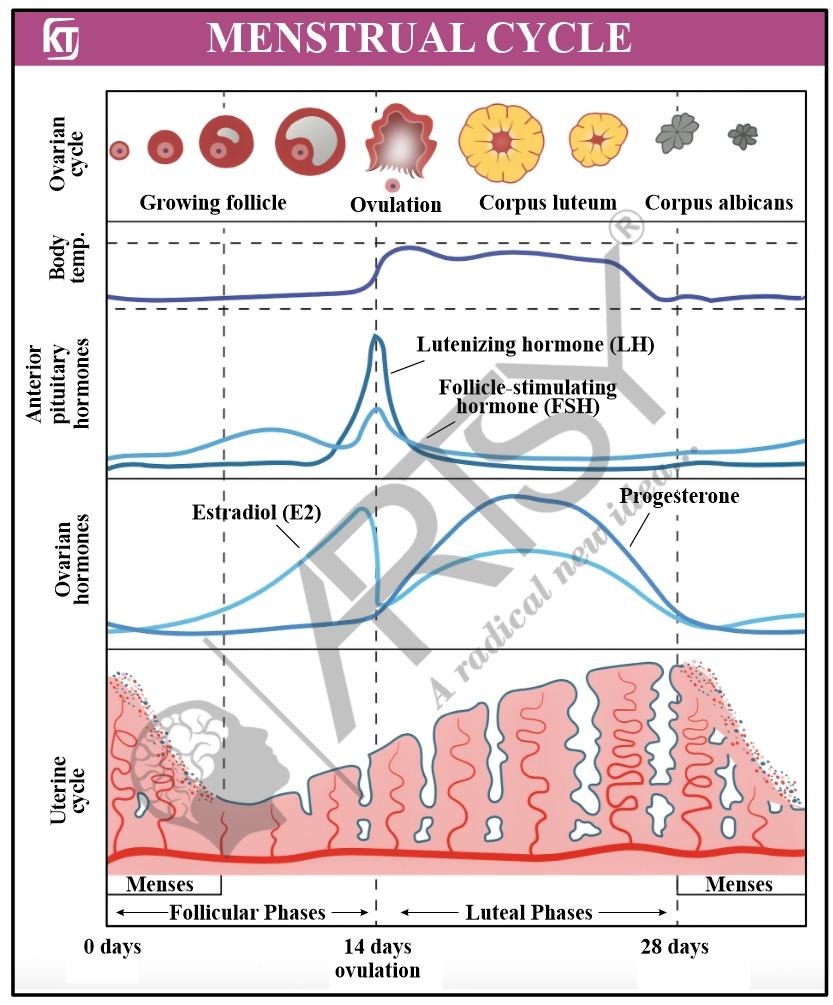 Anatomy Charts