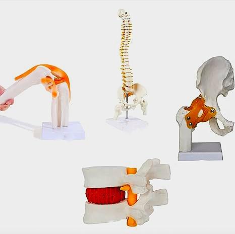Human Joints Anatomical Models Set Of 4 - Knee Joint Model, Spine Model ...