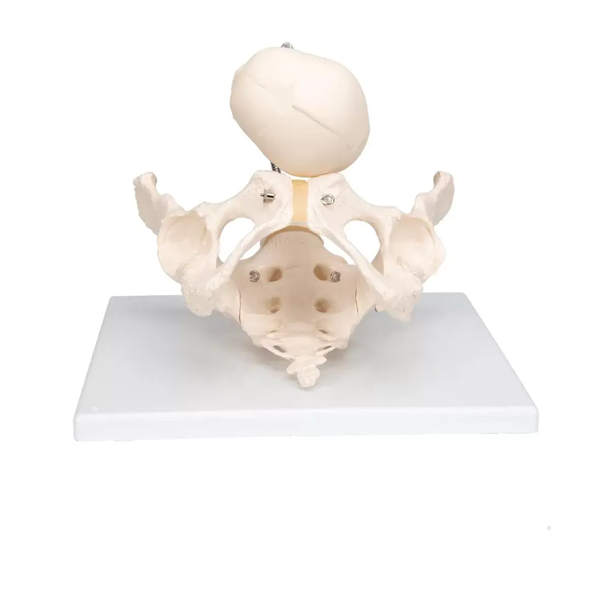 Birth Demonstration Model Premium Model Medical Grade Quality 5-Year ...