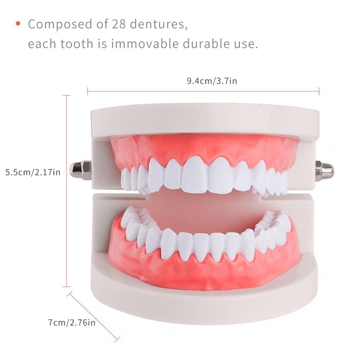Dental Teeth Model (Premium Typodont Denture Model)