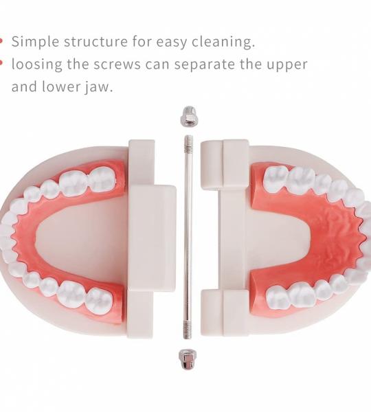Dental Teeth Model (Premium Typodont Denture Model)