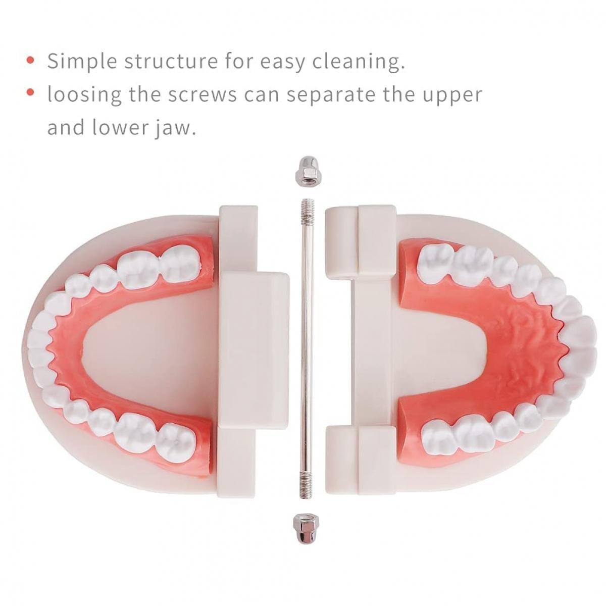 Dental Teeth Model (Premium Typodont Denture Model)