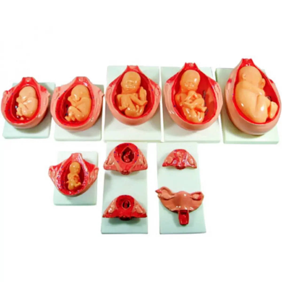 Development Process For Fetus Anatomical Model