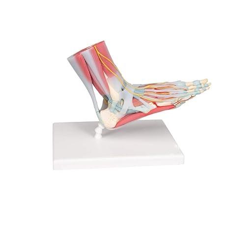 Foot Skeleton, Ligaments and Muscles