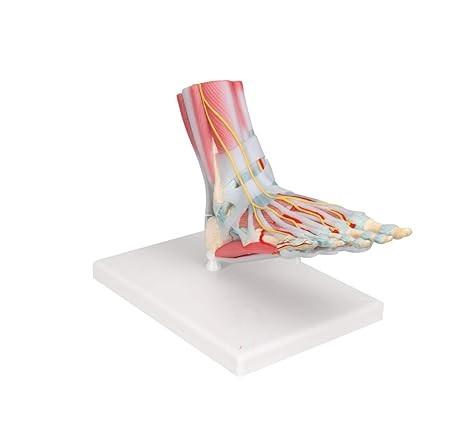 Foot Skeleton, Ligaments and Muscles