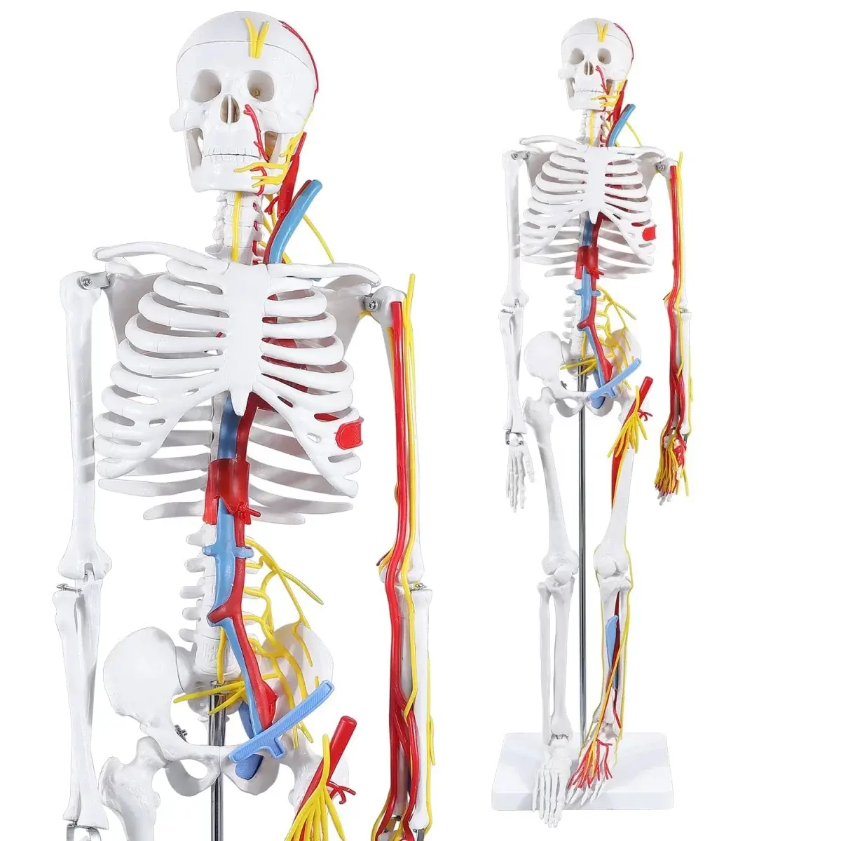 Human Skeleton Model with Nerves & Blood Vessels and Ligaments on ...