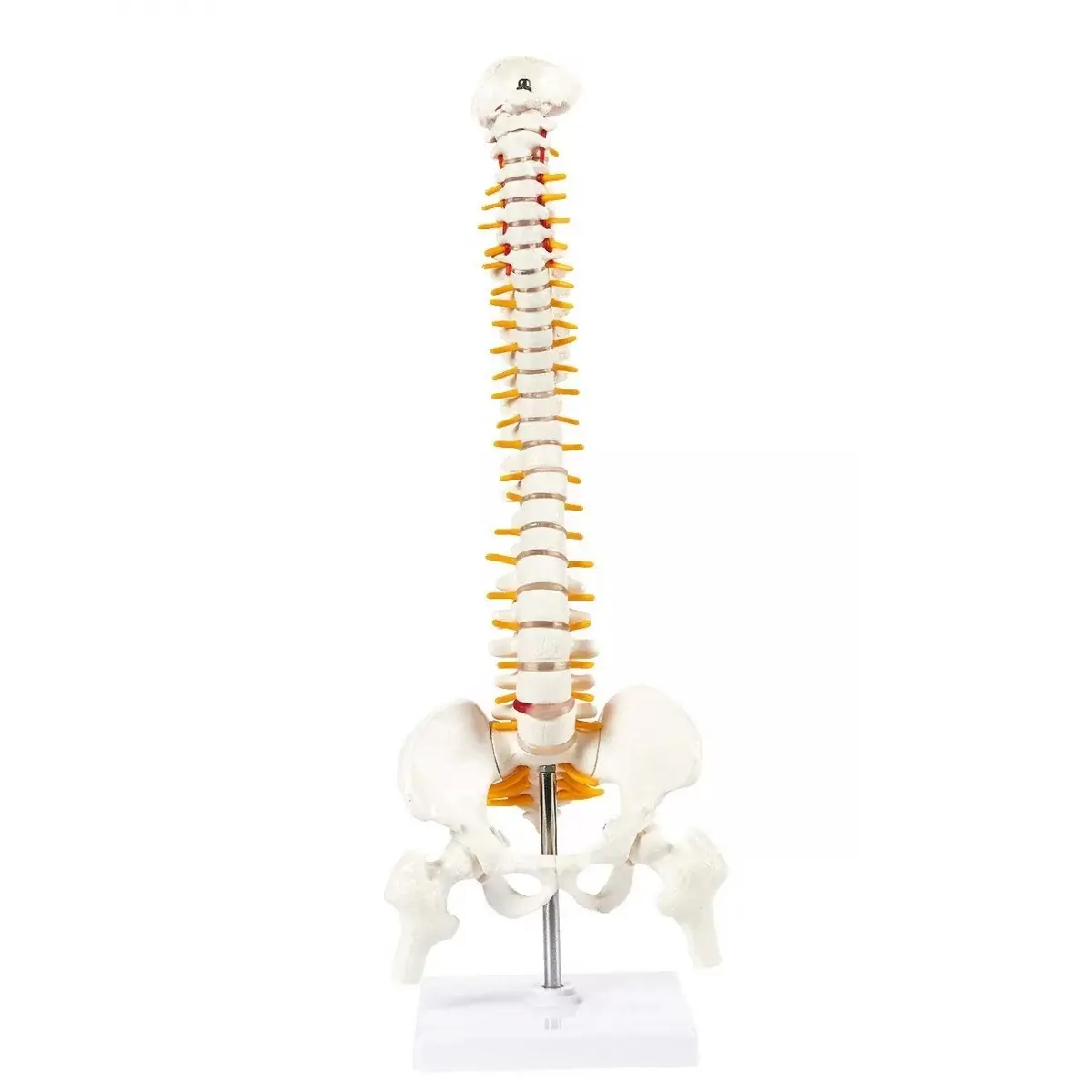 Human Spine Model – 45cm Anatomically Accurate Spine with Nerves ...