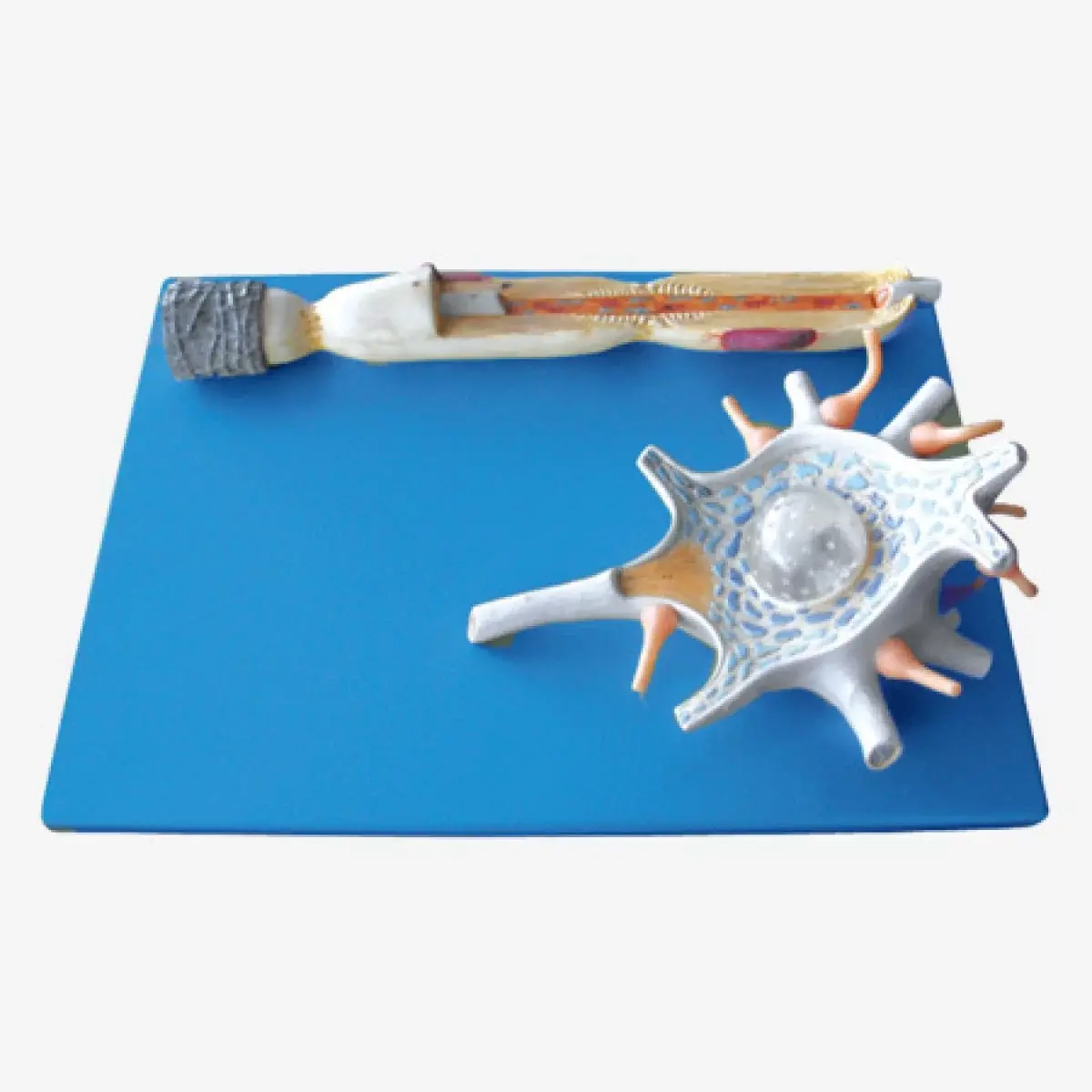Neuron Model with Synapse and Cell Structure Detail