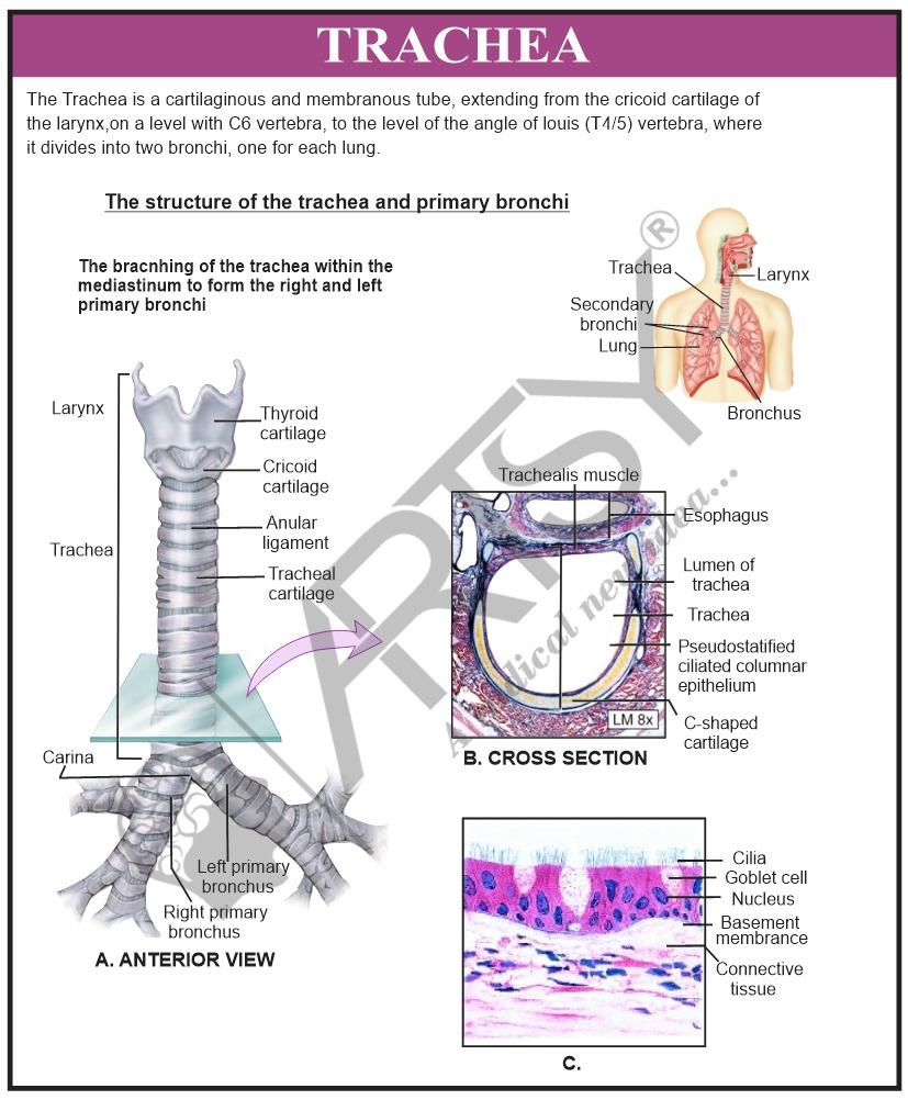 Anatomy Charts