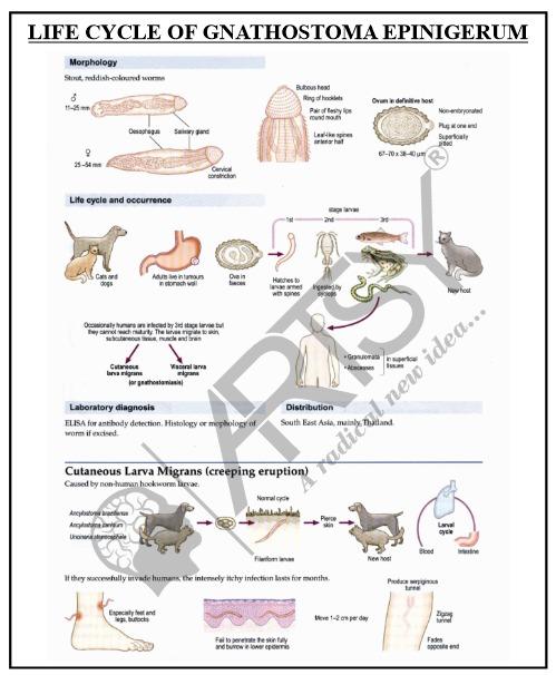 Microbiology Charts