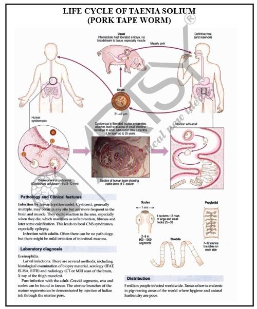 Microbiology Charts