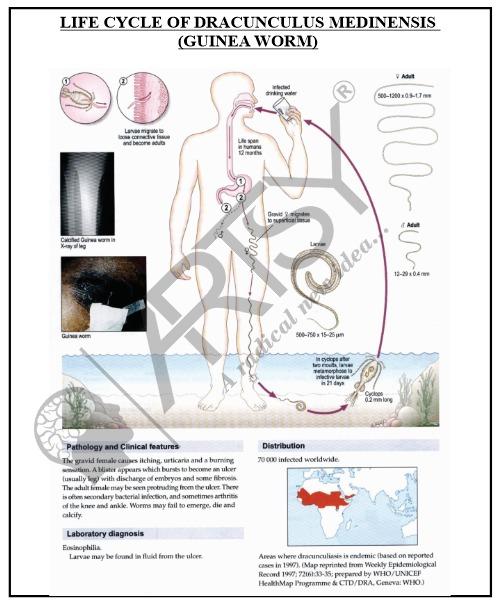 Microbiology Charts