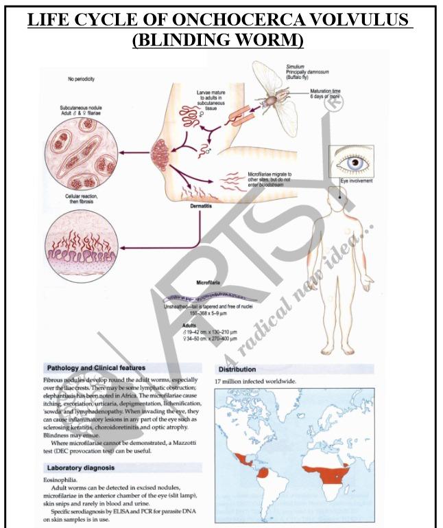 Microbiology Charts
